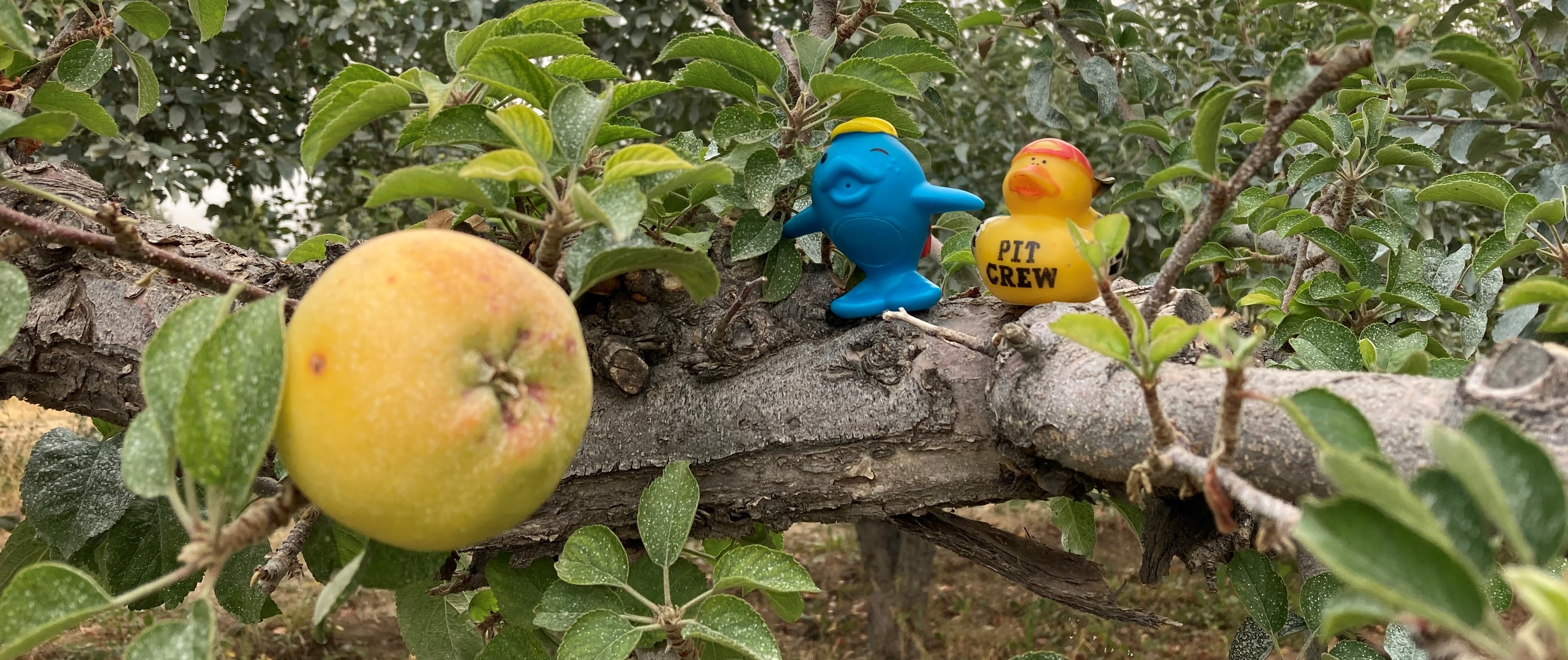 High-Hanging Fruit – Bodhi Day