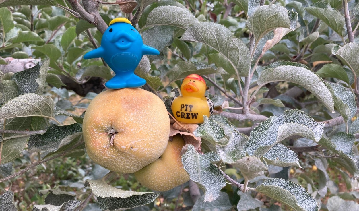 Reality – Bodhi Day